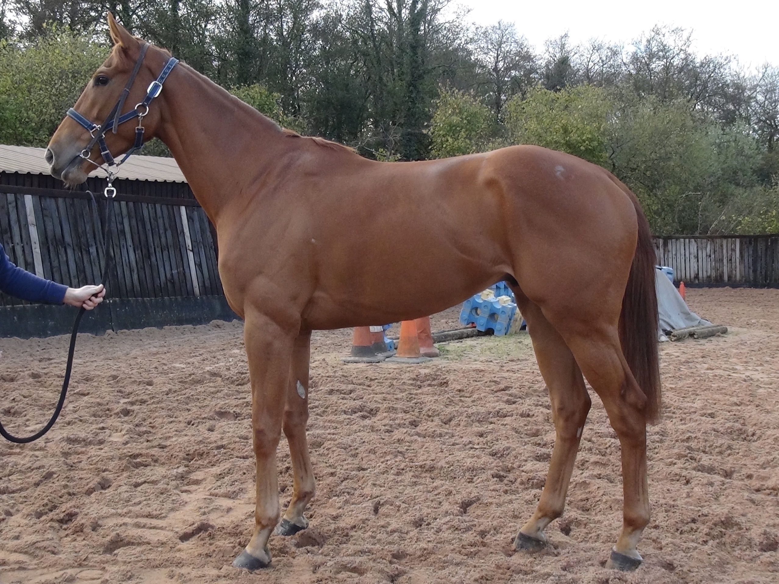 turning-gold – Tom Malone Bloodstock